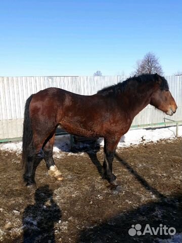 Продается жеребец тяжеловоз