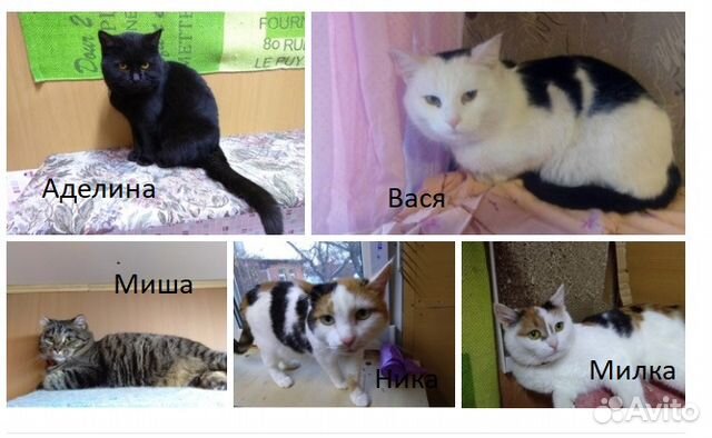 Кысы и котики ищут мам и папа, радость в семью