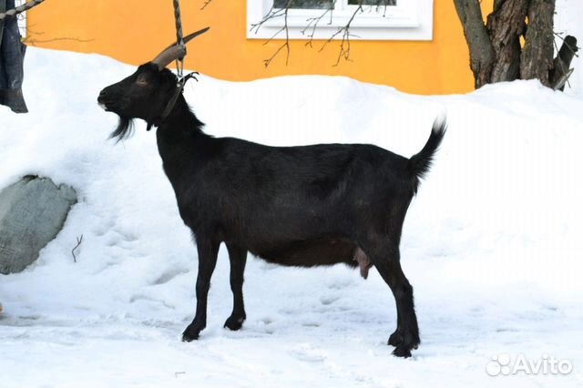 Продается черт (зачеркнуто) инфернальная коза