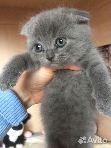 Кошечка милашка