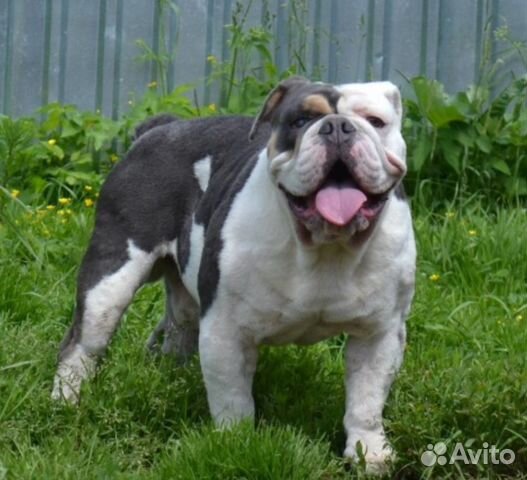 Борис - голубой триколор, носитель шоколада+детки