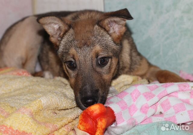 Щенок Бублик ищет новых хозяев