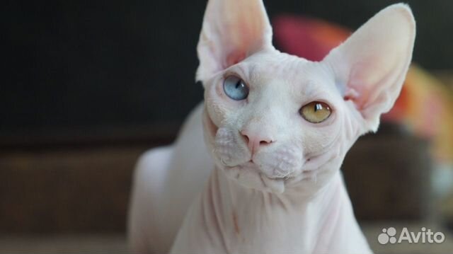 Разноглазый парень