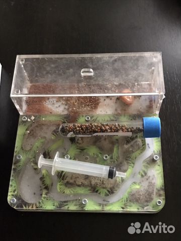 Муравьиная ферма с колонией муравьёв жнецов