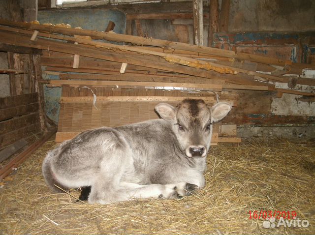 Телёнок 1.5месяца