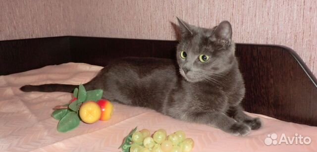 Отдадим породистую кошку в хорошие руки