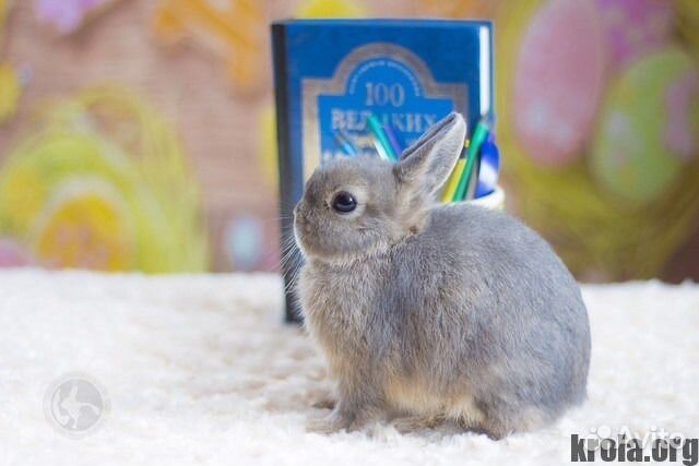 Минор мальчик голубой агути