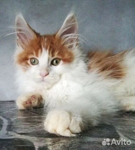 Шикарный полидактильный мальчик в разведение