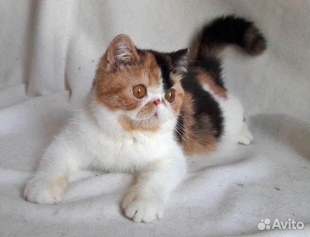 Шикарная девочка Экзоточка