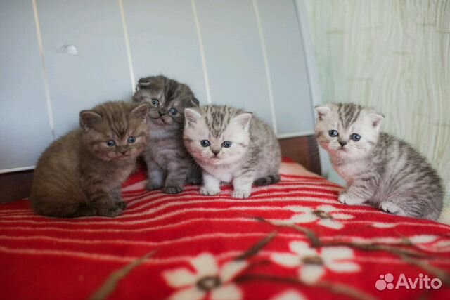 Шотландские котята