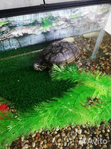 Черепаха Мускусная