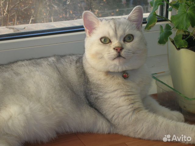 Шотландский кот серебристая шиншилла страйт вязка