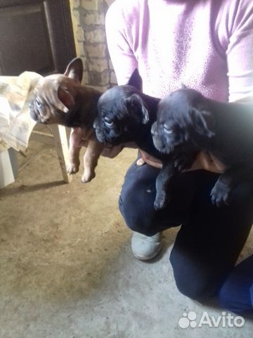 Продаются французики, любимцы семьи