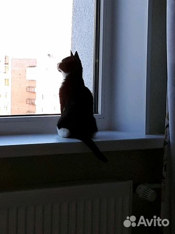 Кошечка Масяня