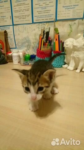 Котики обормотики