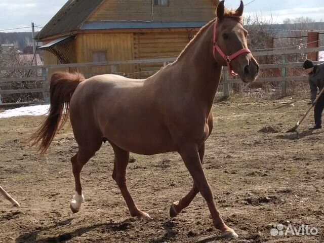 Арабская кобыла и жеребята