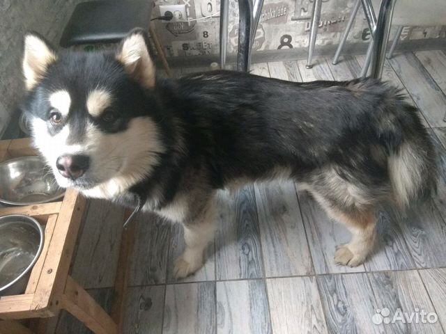 Черный маламут