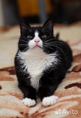 Шикарная Плюшечка ищет дом (1 год)