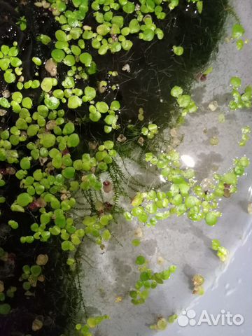 Аквариумные растения