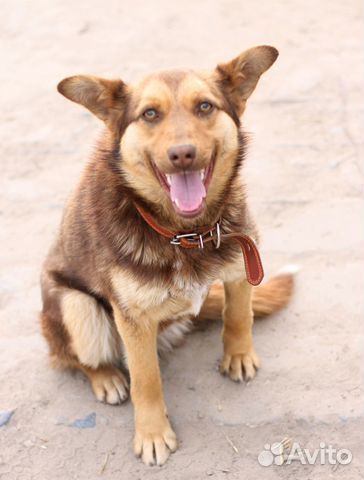 Миниатюрная шоколадная собачка