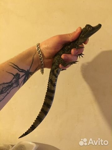 Крокодиловые кайманы пара