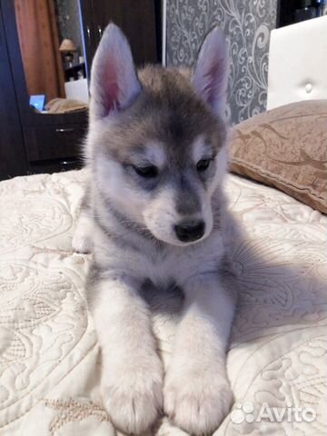Щенки хаски