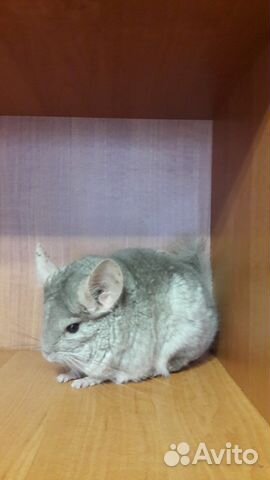 Продам шиншиллёнка