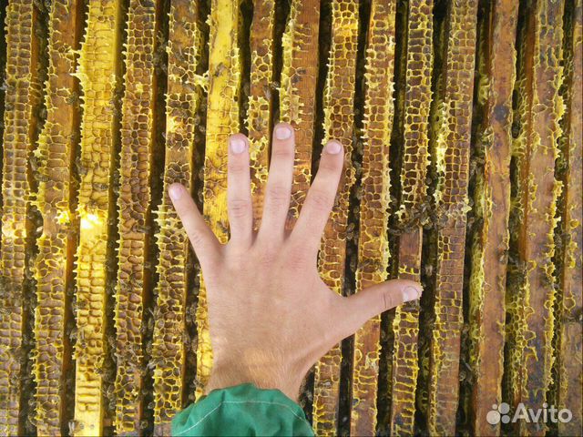 Пчелосемьи