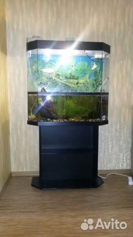 Аквариум с рыбами