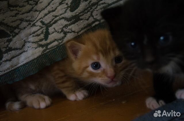 2 котёнка, мальчики: чёрный и рыжий