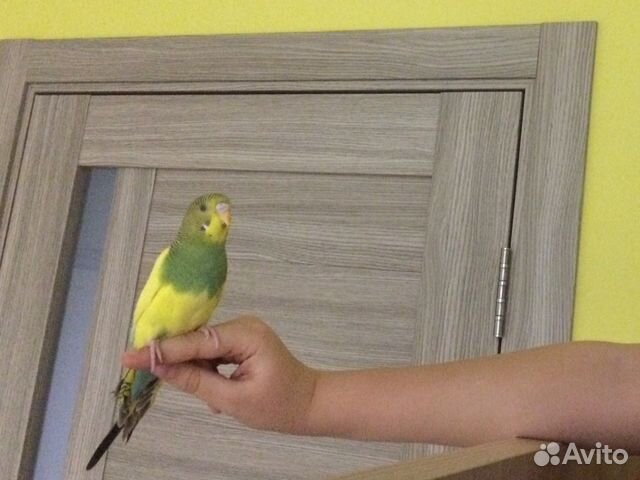 Попугай
