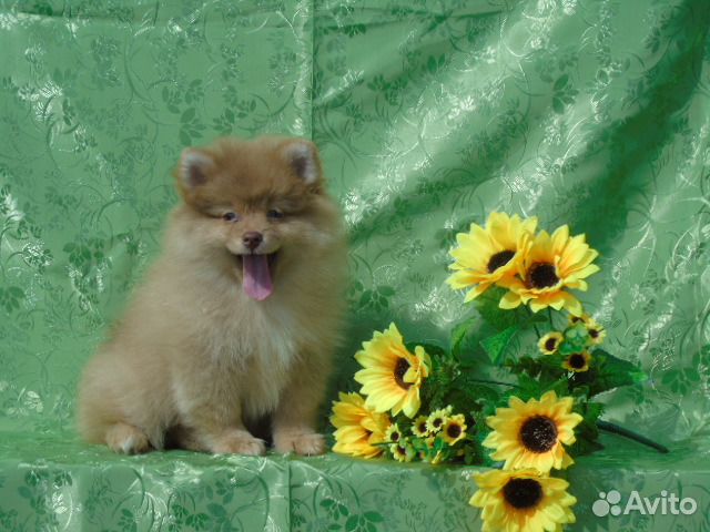 Шпиц рыжий толстолапый мальчик