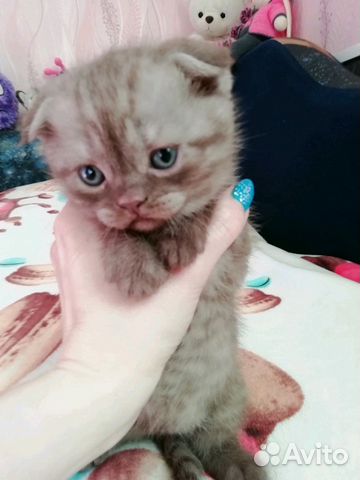 Шотландский вислоухий