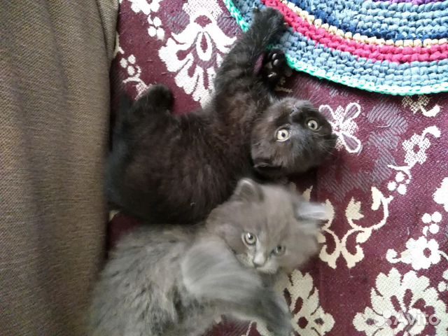 Шотландские котята