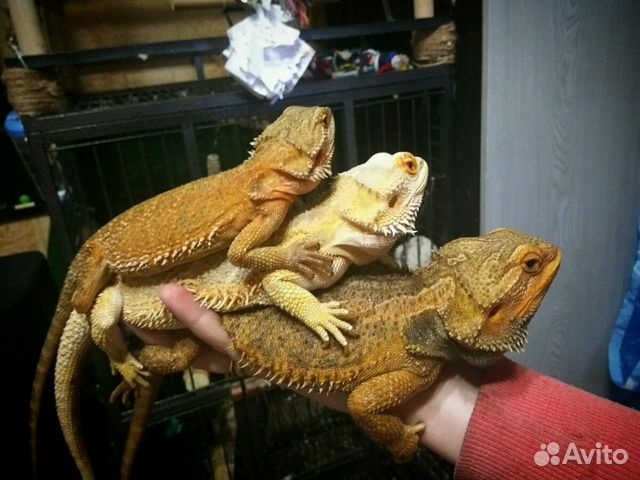 Бородатые агамы