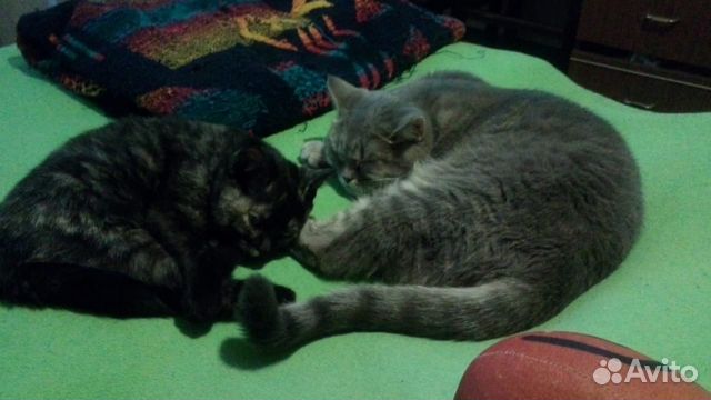 Котёнок