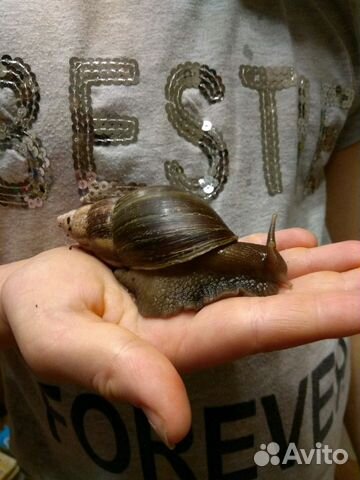 Яйца улитки ахатины