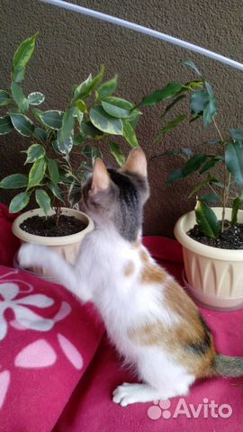 Ласка 3 мес
