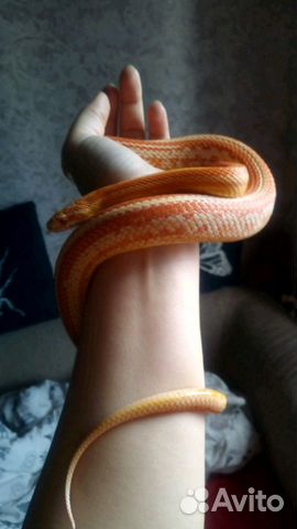 Маисовый полоз амел тессера