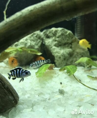 Псевдотрофеус демасони