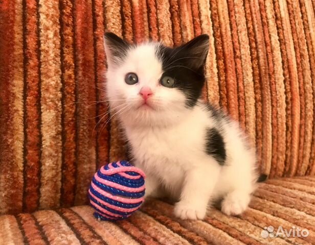 Крошечный замечательный карапуз