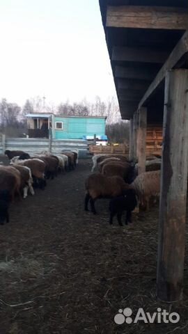 Продам овец