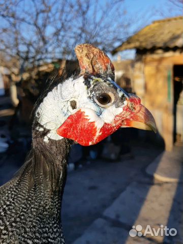 Яйцо цесарки, мясо, птенцы