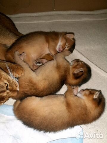 Абиссинские котята