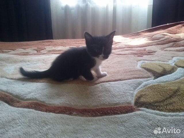 Котёнок