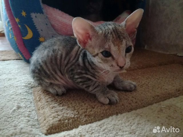 Котята от донского сфинкса и сибирской кошечки