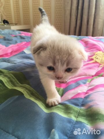 Шотландцы вислоушки