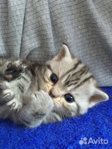 Британские котята