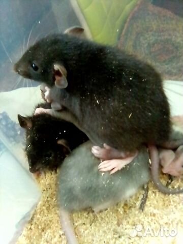 Сфинксы и декоративные крыски