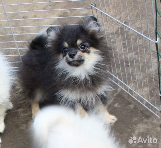 Мальчик 4 мес Мини Померанец